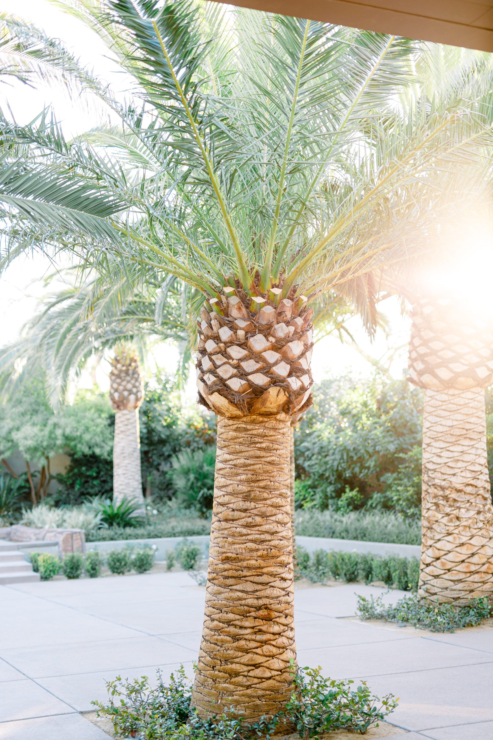 The Palm Court | DragonRidge Country Club