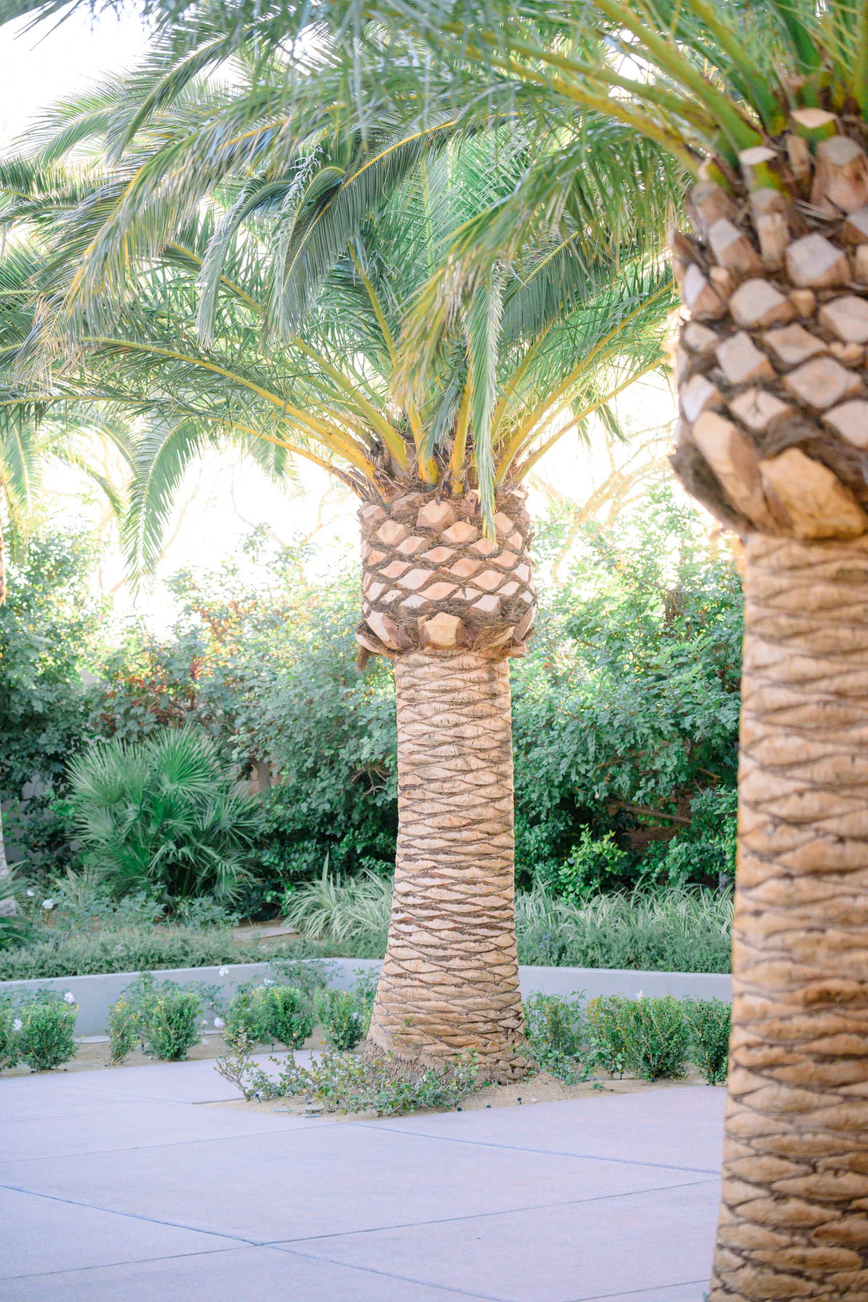 The Palm Court | DragonRidge Country Club